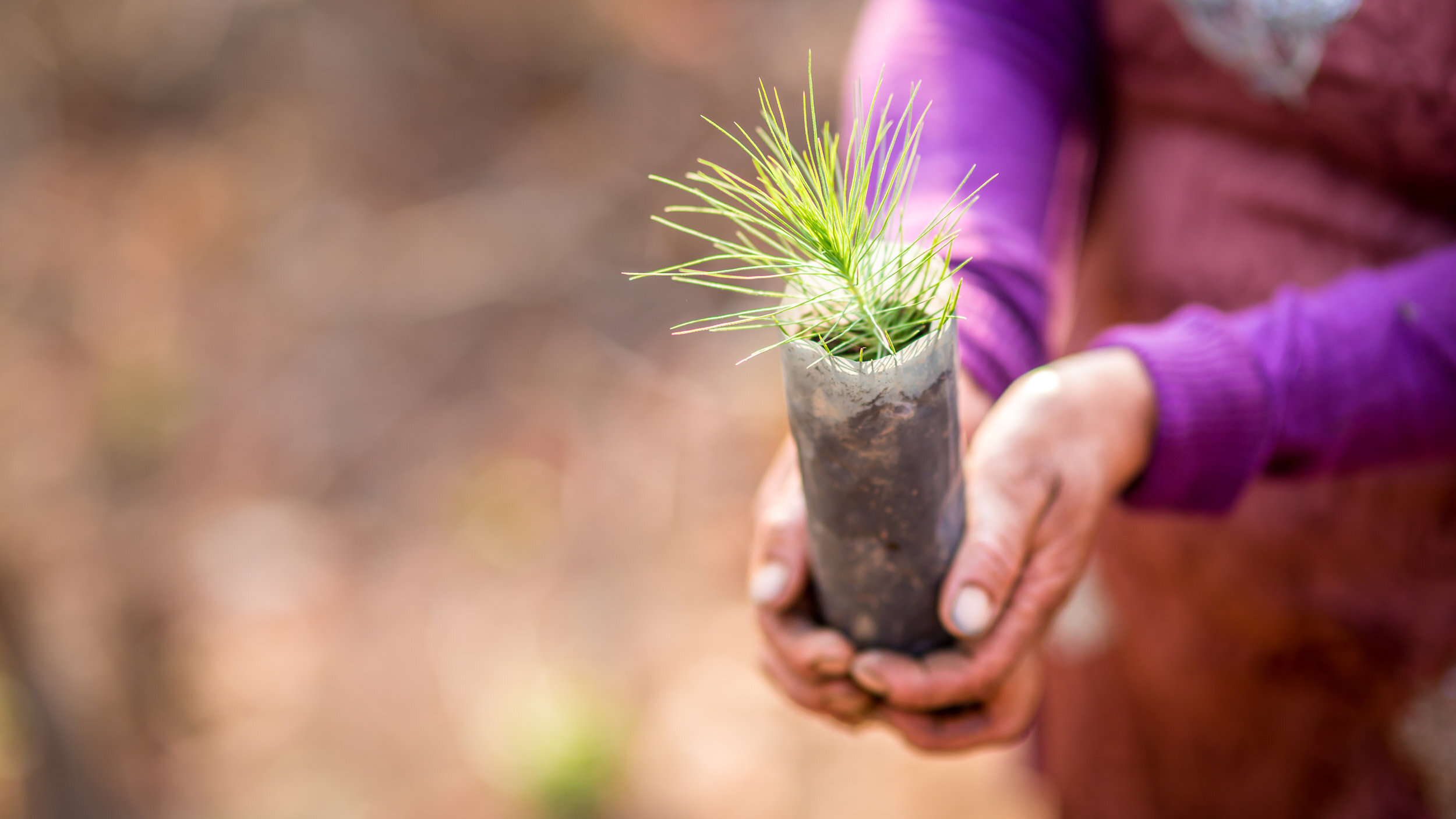 Lessons From Planting 15 Million Trees: Interview With Derrick Emsley ...