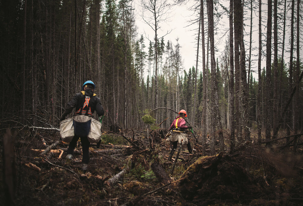 Lessons From Planting 15 Million Trees: Interview With Derrick Emsley ...