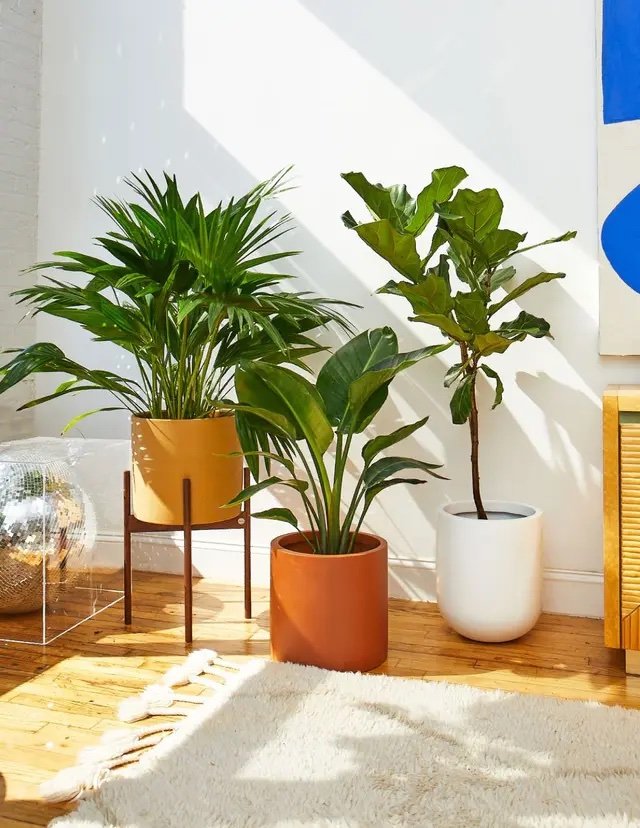 7 Websites To Buy Indoor Houseplants Online - The Good Trade