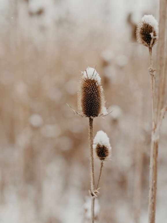 What Is Winter Solstice, And How Can We Celebrate? - The Good Trade