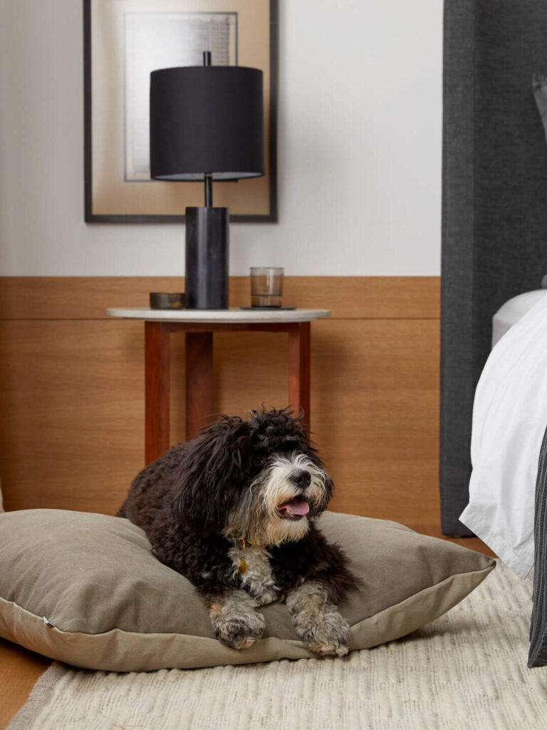 10 Eco-Friendly Dog Beds That Are Organic And Supportive - The Good Trade