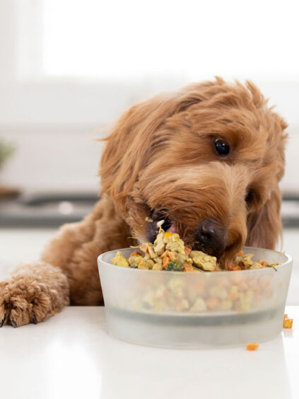 7 Natural & Organic Dog Food Brands In 2024 - The Good Trade