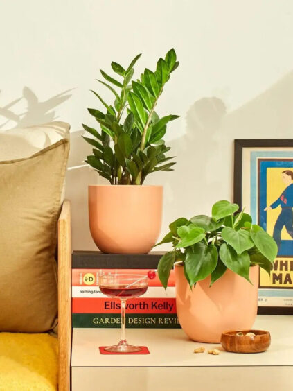 6 Sustainable Planters & Eco-Friendly Plant Pots (2025) - The Good Trade