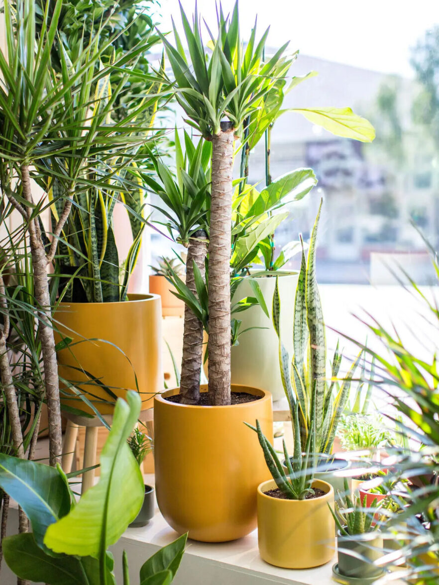 6 Sustainable Planters & Eco-Friendly Plant Pots (2025) - The Good Trade
