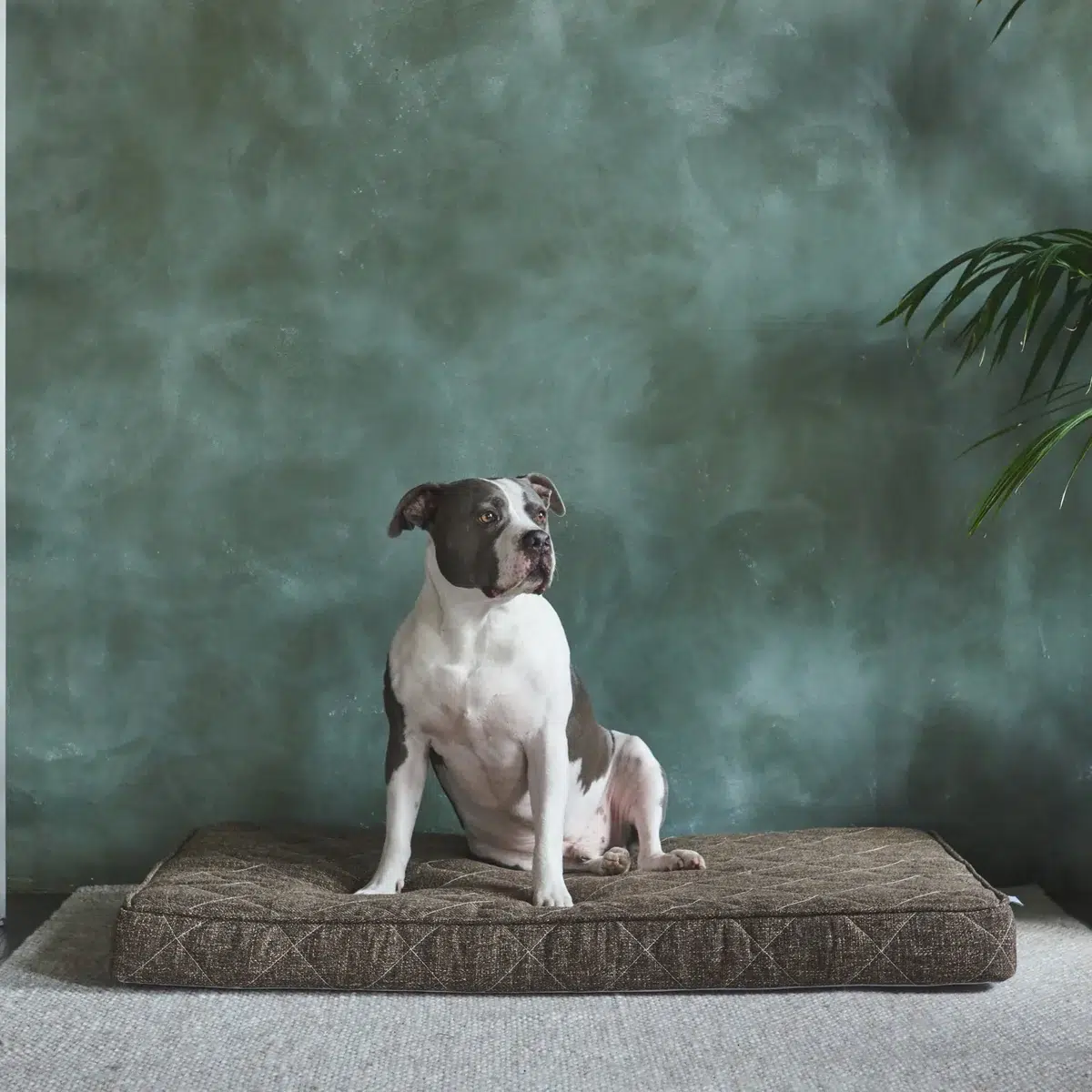 9 Sustainable Dog Beds With Non-Toxic Materials (2024) - The Good Trade