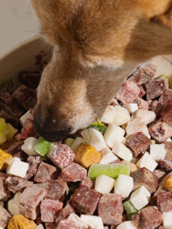 9 Best Organic Dog Food Brands (2024) - The Good Trade