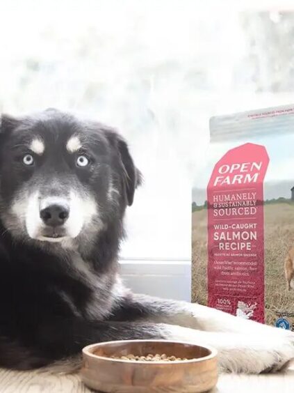 9 Best Organic Dog Food Brands (2024) - The Good Trade
