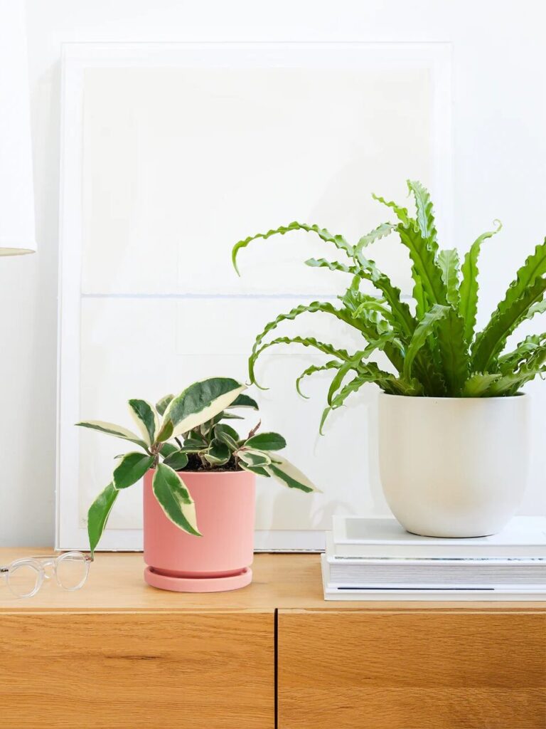 The Best Eco-Friendly Planter Pots For 2026 - The Good Trade