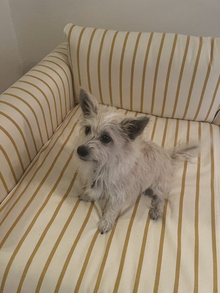 I Tried Sabai's New Sleeper Sofa For My NYC Apartment (2026 Review ...