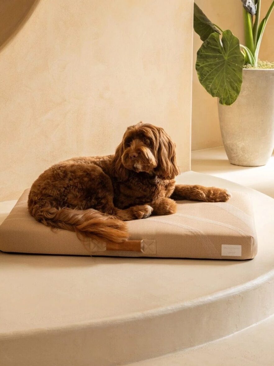7 Best Orthopedic Dog Beds Made With Natural Materials - The Good Trade