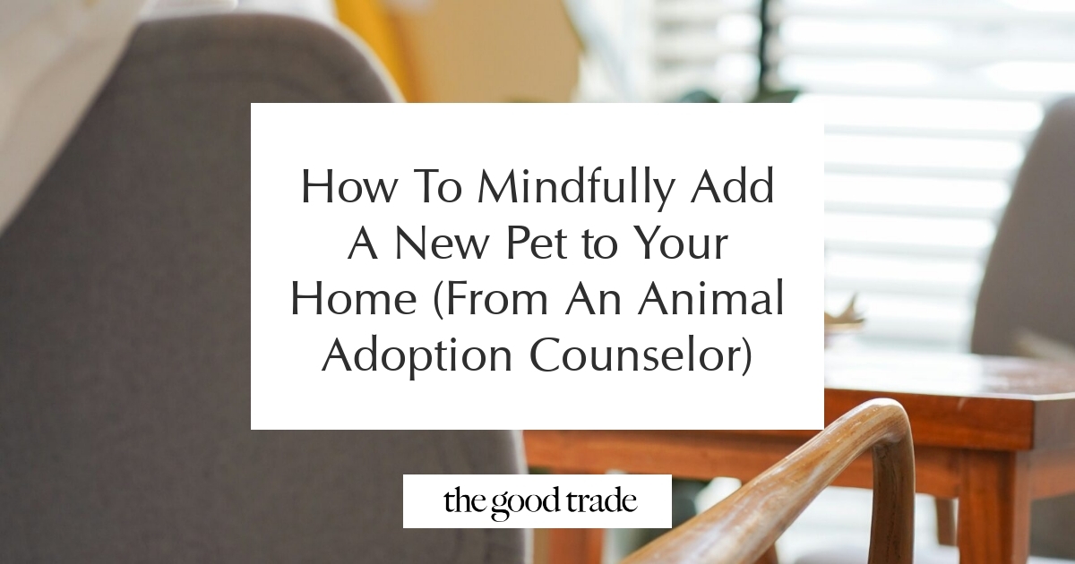 How To Mindfully Add A New Pet to Your Home (From An Animal Adoption ...